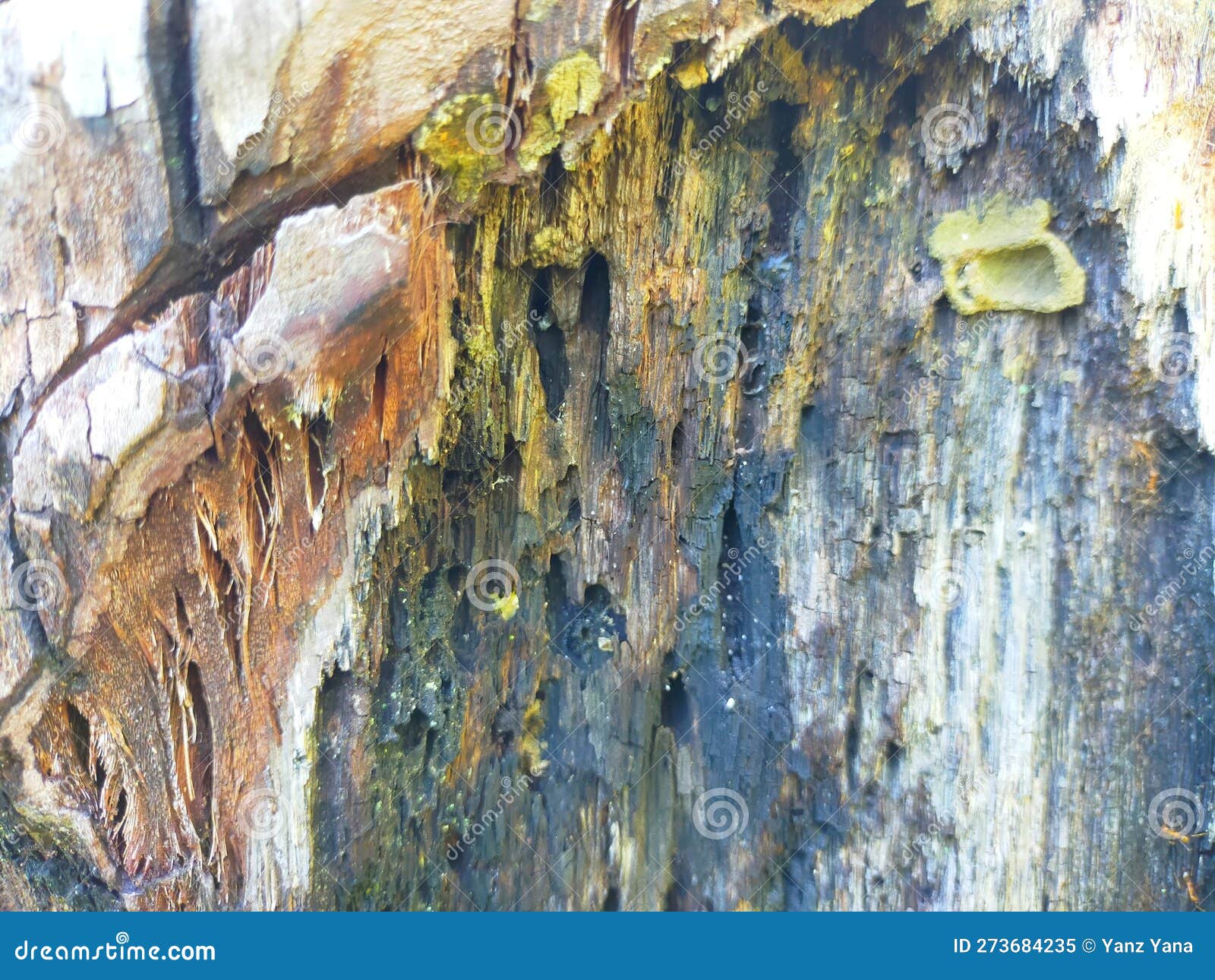 The Texture of a Coconut Tree that Has Blackened and Rotted from ...