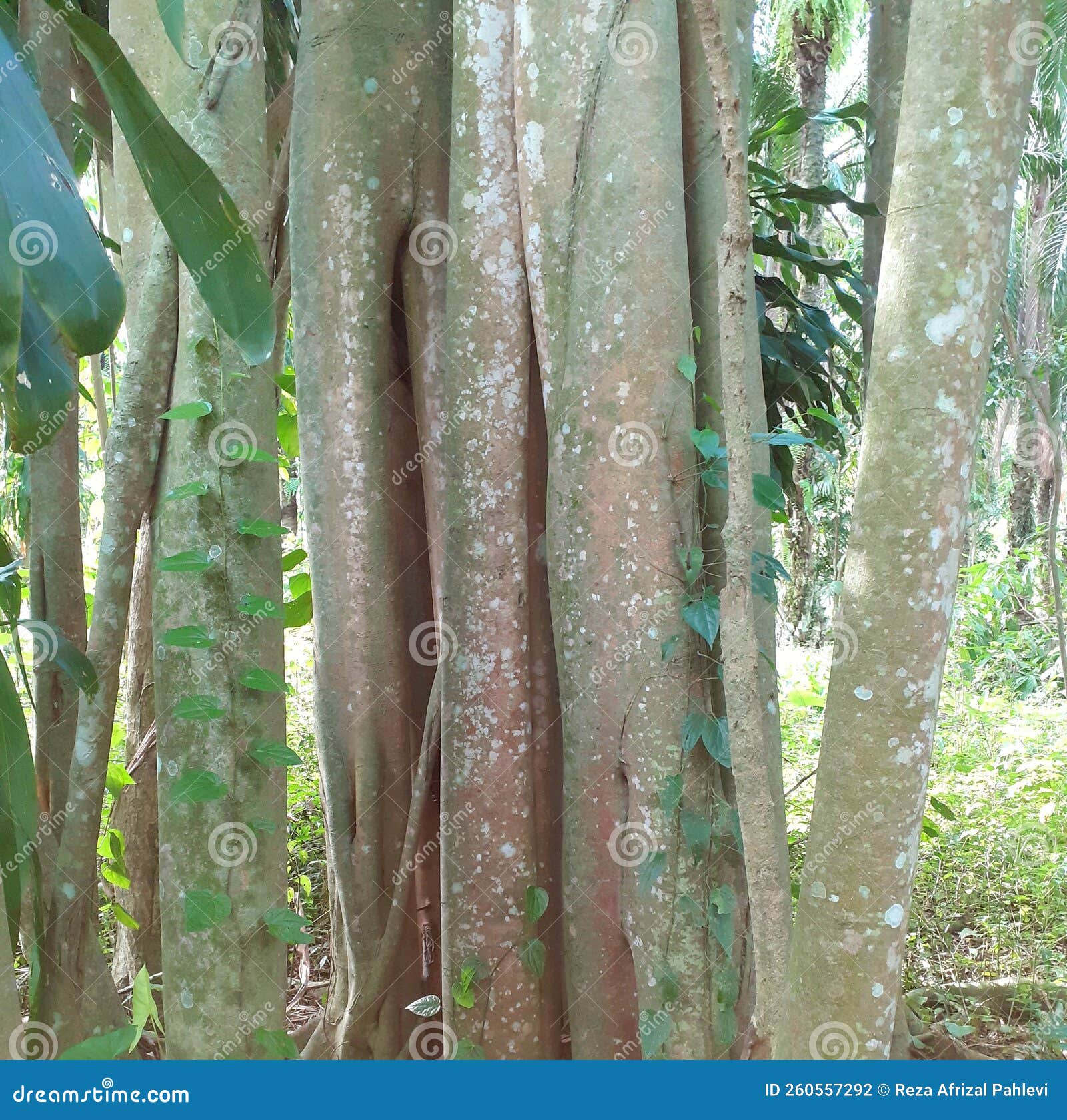 Texture and Color of Banyan Tree Trunks that are Still Several Years ...