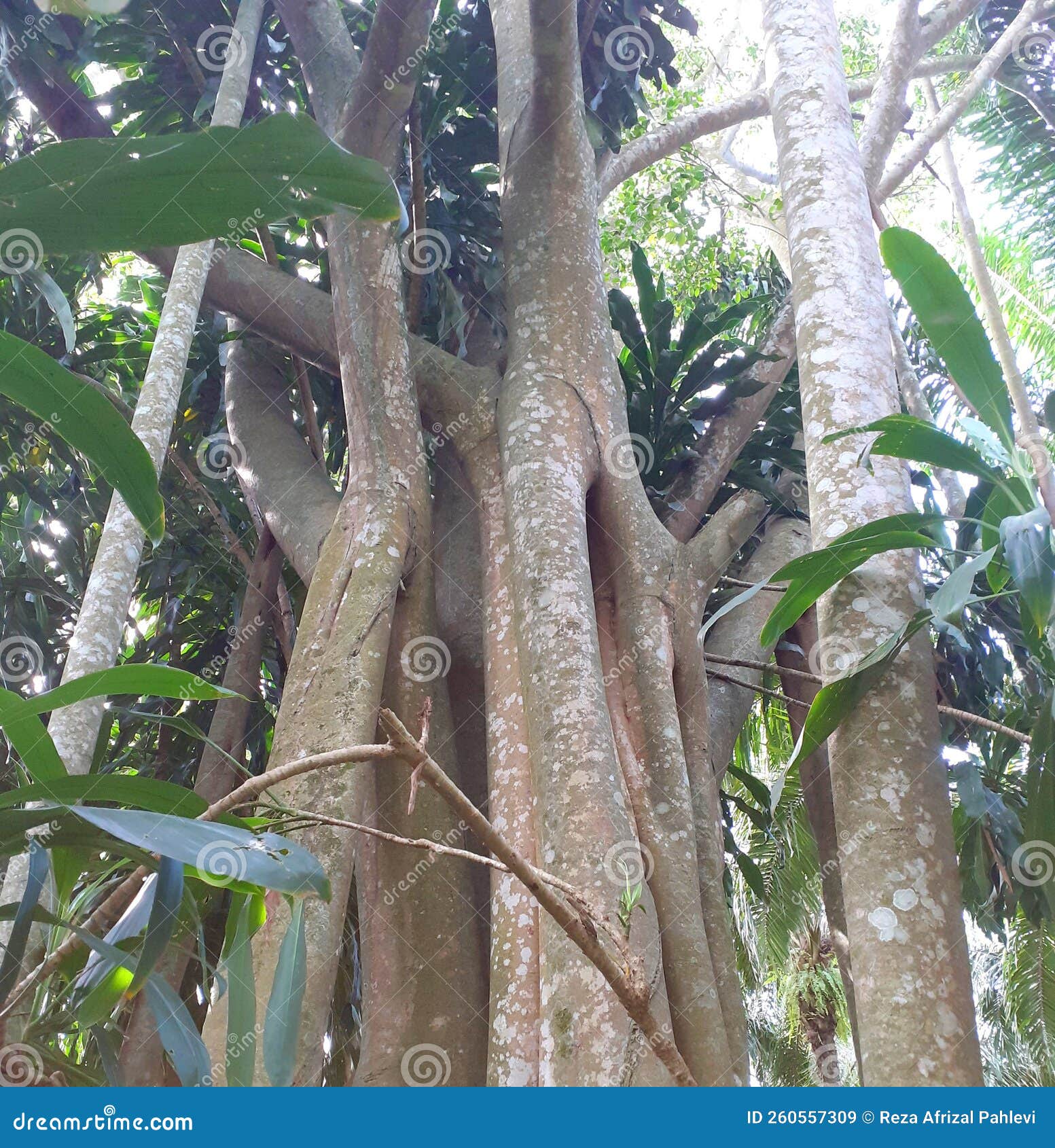 Texture and Color of Banyan Tree Trunks that are Still Several Years ...