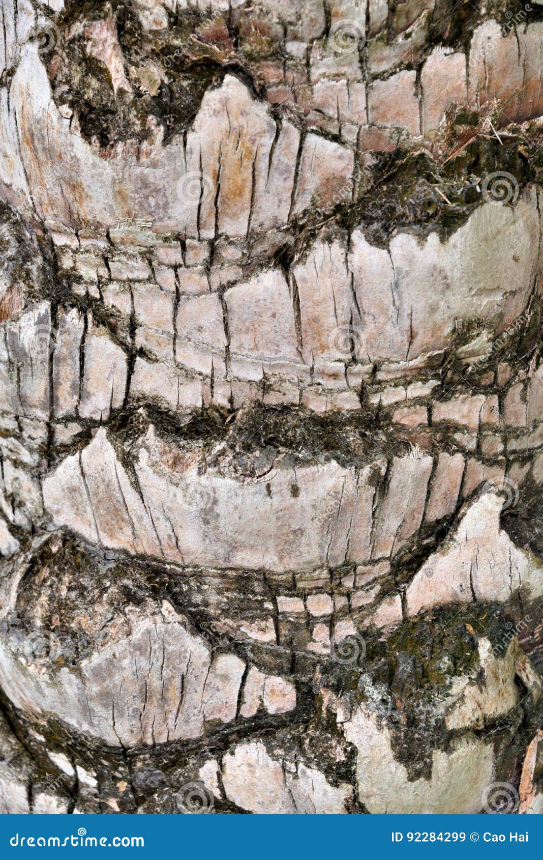 Texture and Color of Plam Tree Trunk Surface Stock Image - Image of ...