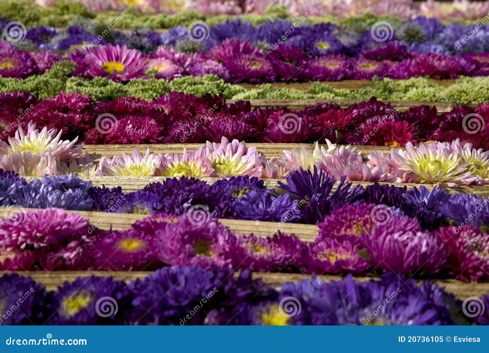 Texture of Colorful Flowers Stock Image - Image of bloom, natural: 20736105