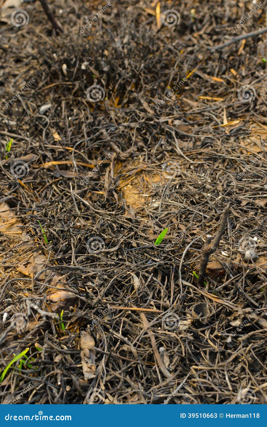 Texture after Combustion Hay and Green Shoots Stock Image - Image of ...