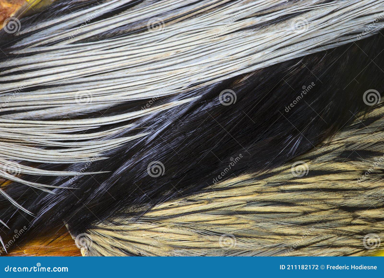 Texture, Composition with Different Kinds of Rooster Feathers Close-up ...