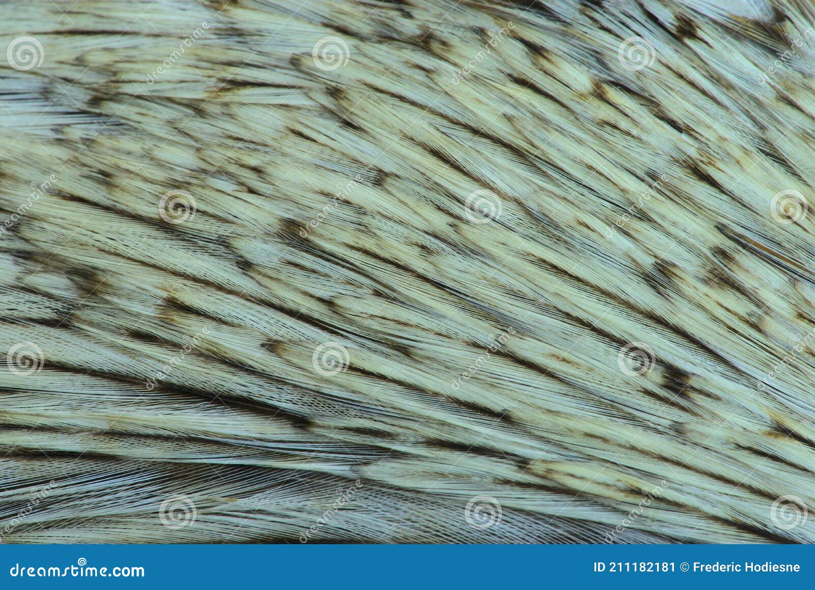 Texture, Composition with Different Kinds of Rooster Feathers Close-up ...