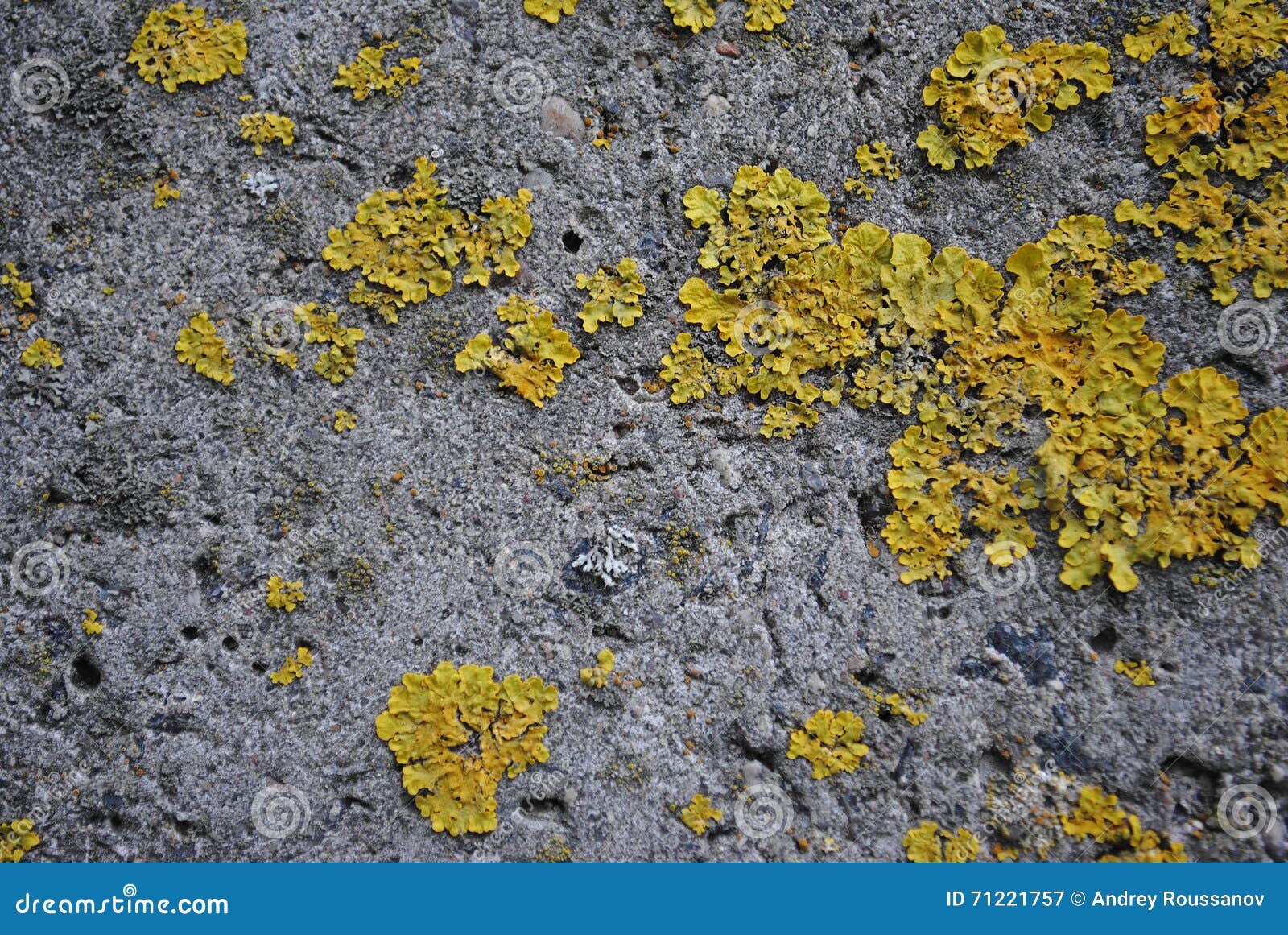 Texture Concrete. Old Concrete. Wet Concrete, Moss-grown Stock Image ...