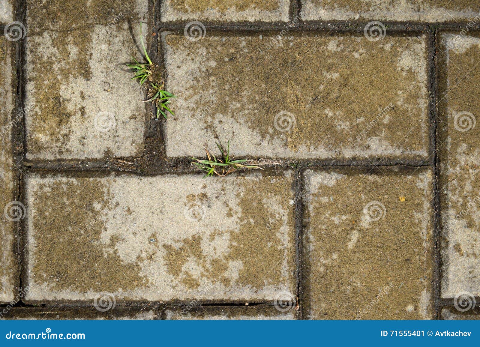 The Texture of Concrete Tiles with Grass Stock Image - Image of floor ...