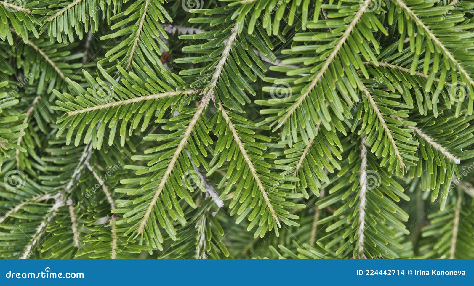 Texture Of Coniferous Branches,yellow-green Coniferous Leaves Of A ...
