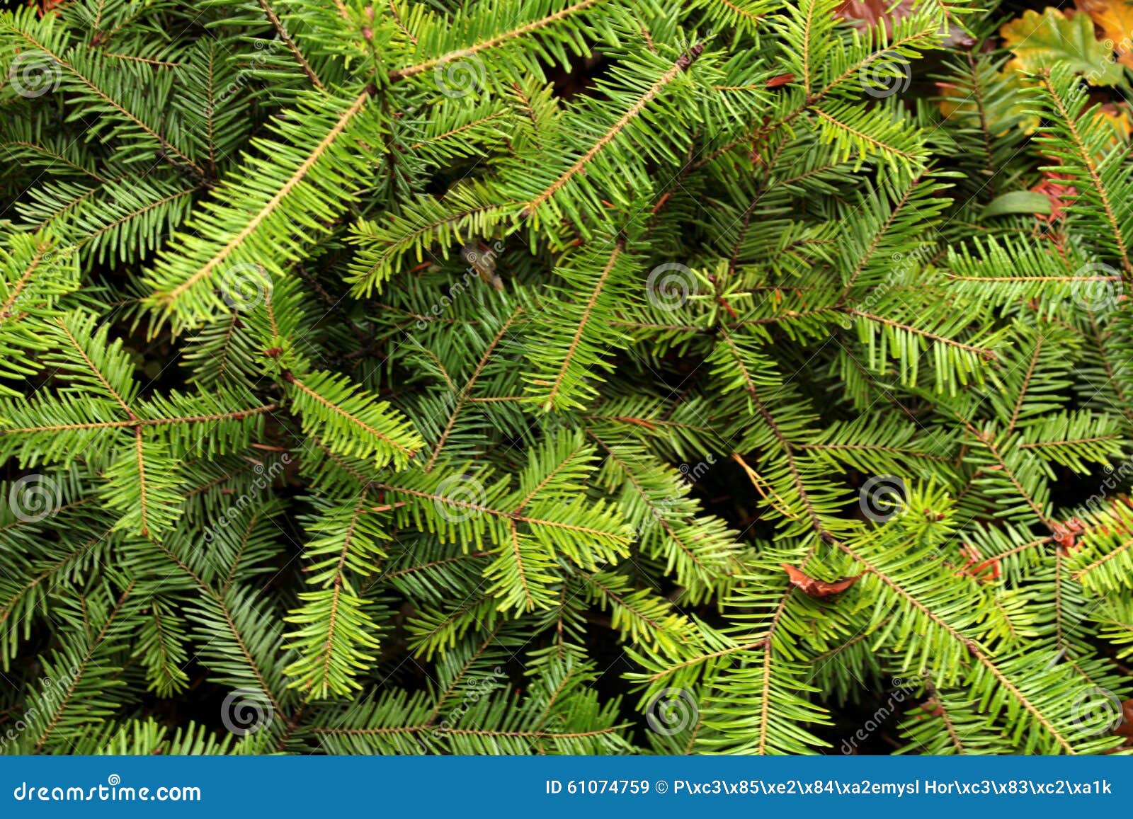 Texture of conifers stock image. Image of conifer, twig - 61074759