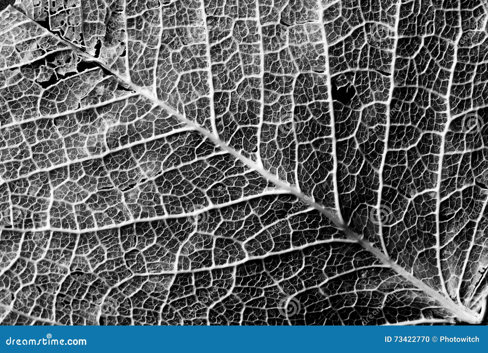 Texture Contrasty Des Nervures De Feuille Photo stock - Image du sale ...