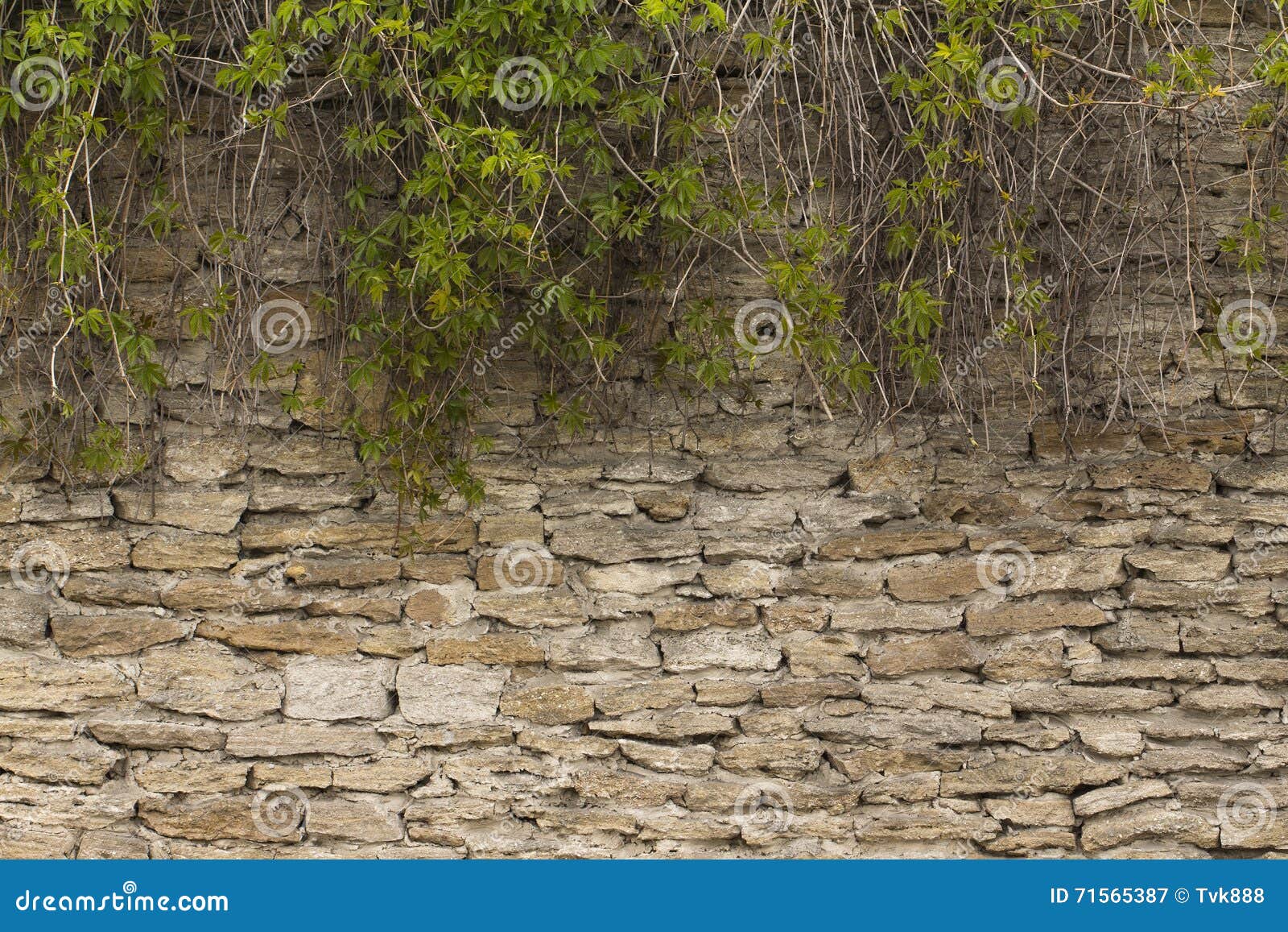 Texture of Coquina, Limestone Stock Image - Image of brick, coquina ...