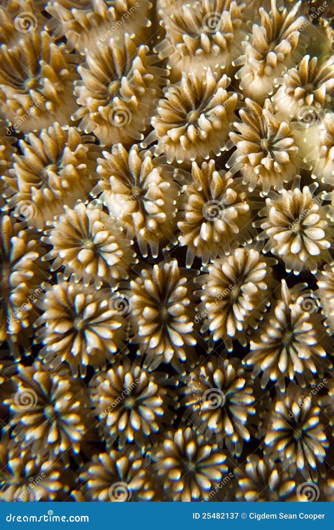 Texture coral stock image. Image of coral, aquarium, biology - 25482137