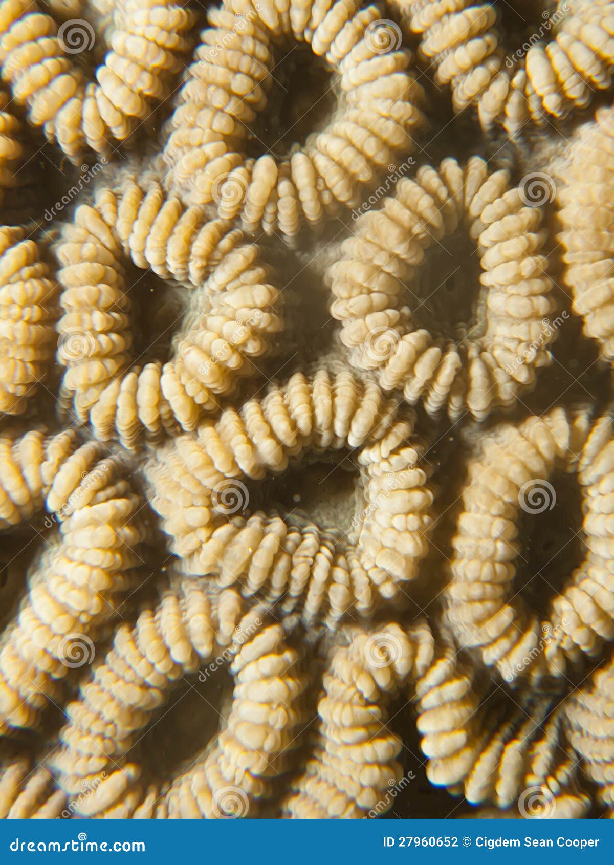 Texture coral stock photo. Image of aqua, life, ocean - 27960652