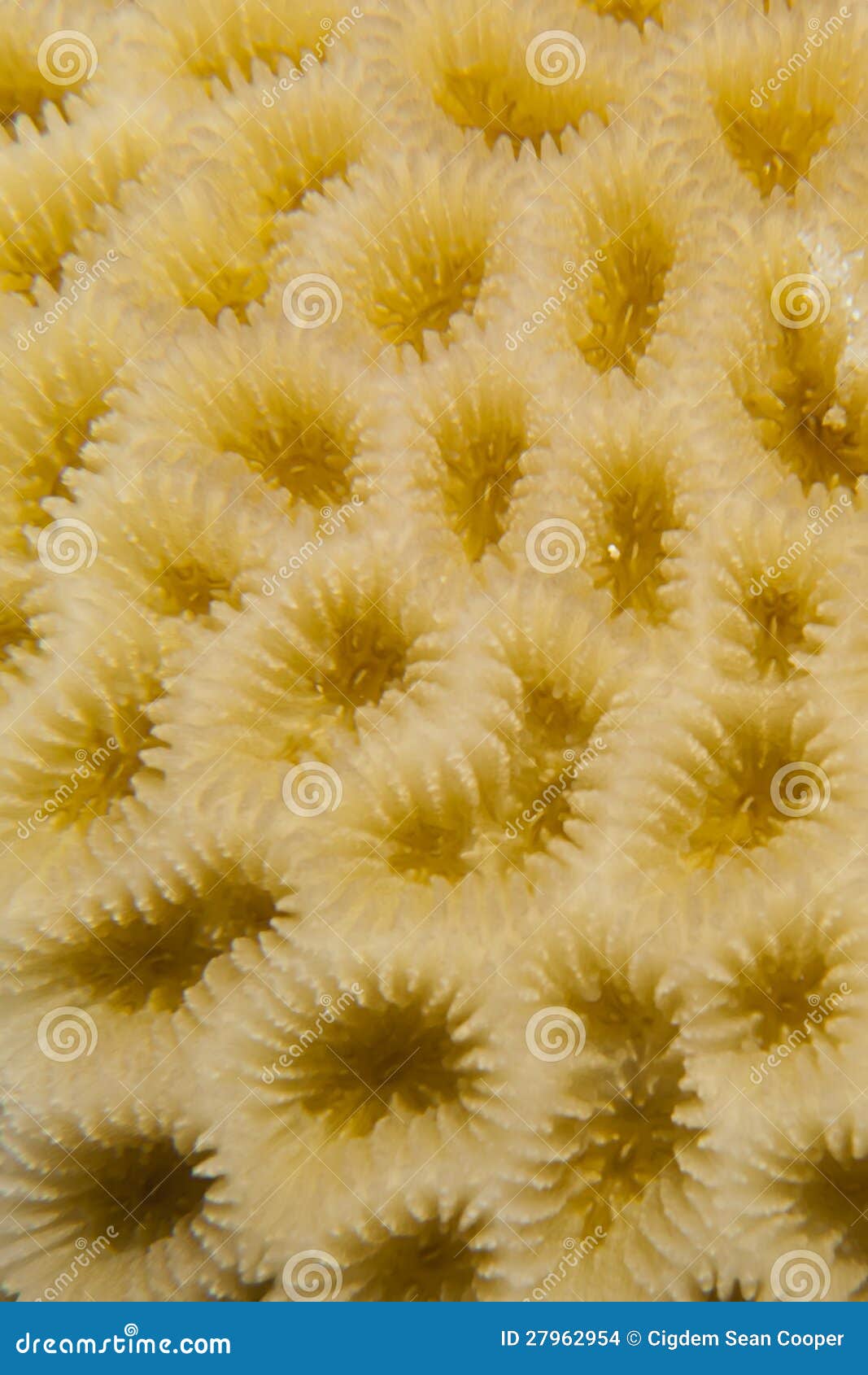 Texture coral stock photo. Image of ocean, hard, aquarium - 27962954