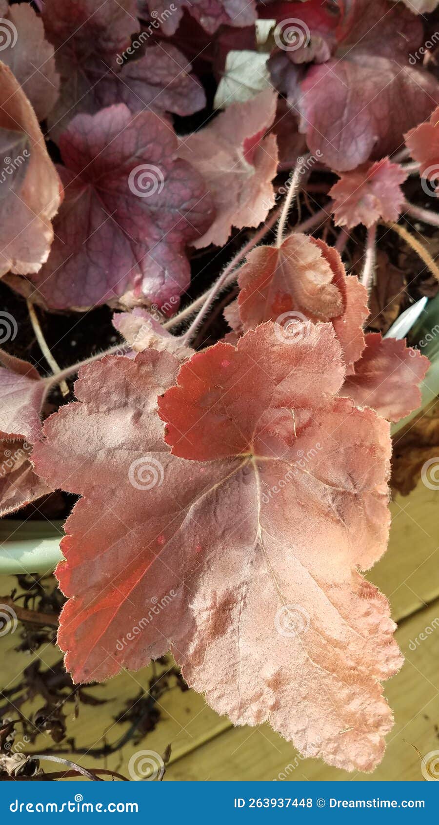 Texture of coral bells stock photo. Image of leaf, pink - 263937448