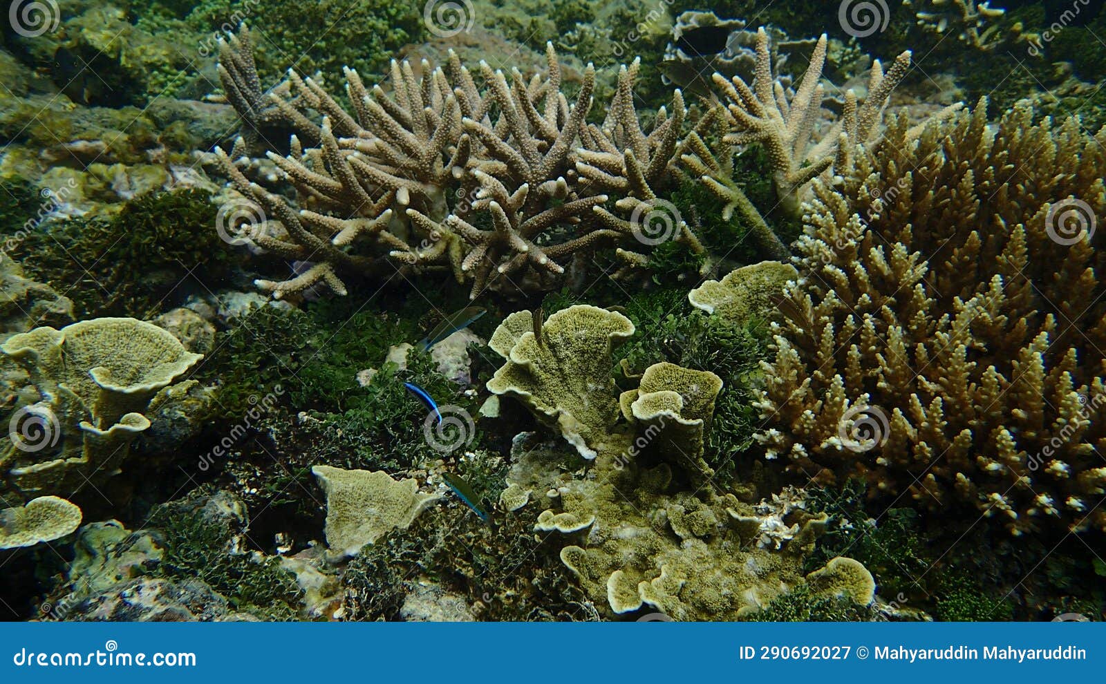 Texture Coral Reef with Green Grass Underwaterlife Stock Image - Image ...