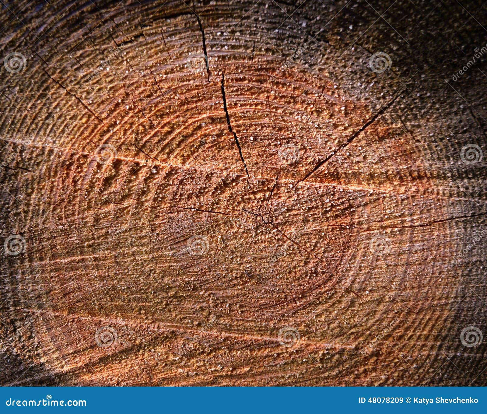 The Texture of the Core Tree Stock Image - Image of wood, circle: 48078209
