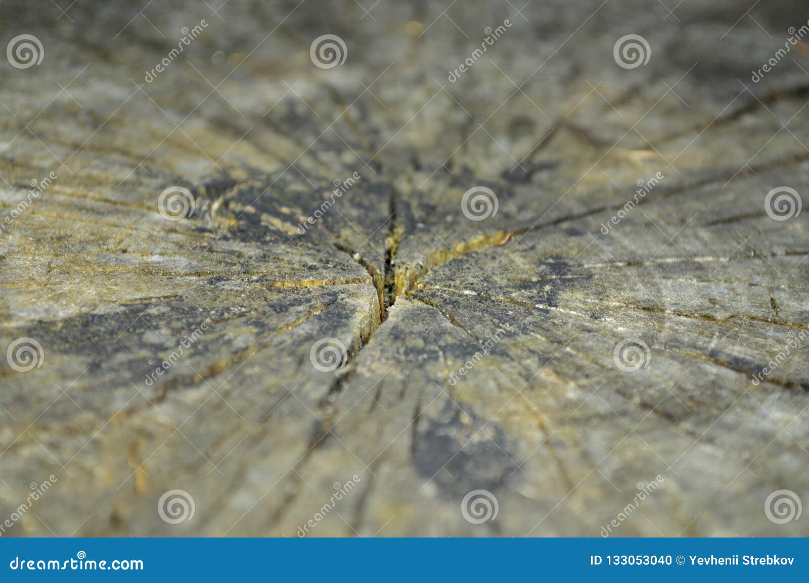 Texture Core of a Tree Trunk Stock Photo - Image of core, hard: 133053040