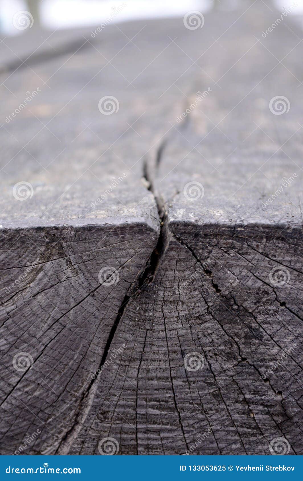 Texture Core of a Tree Trunk Stock Image - Image of abstract, logging ...