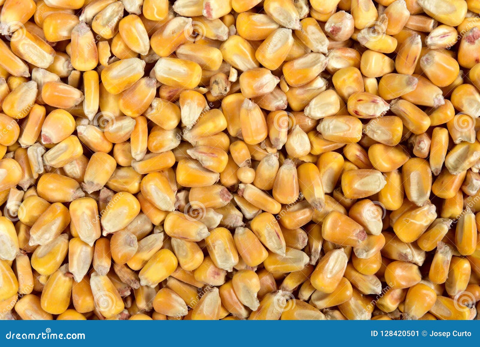 Texture of corn stock image. Image of kernels, full - 128420501
