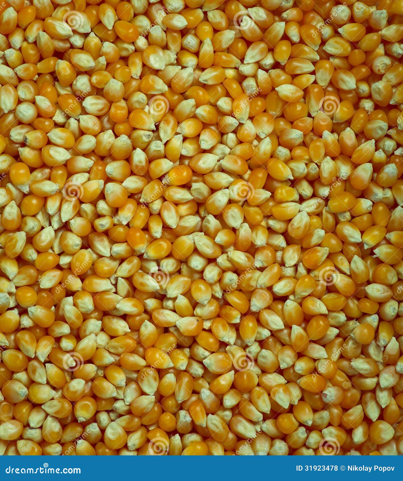 The texture of corn. stock photo. Image of heap, objects - 31923478