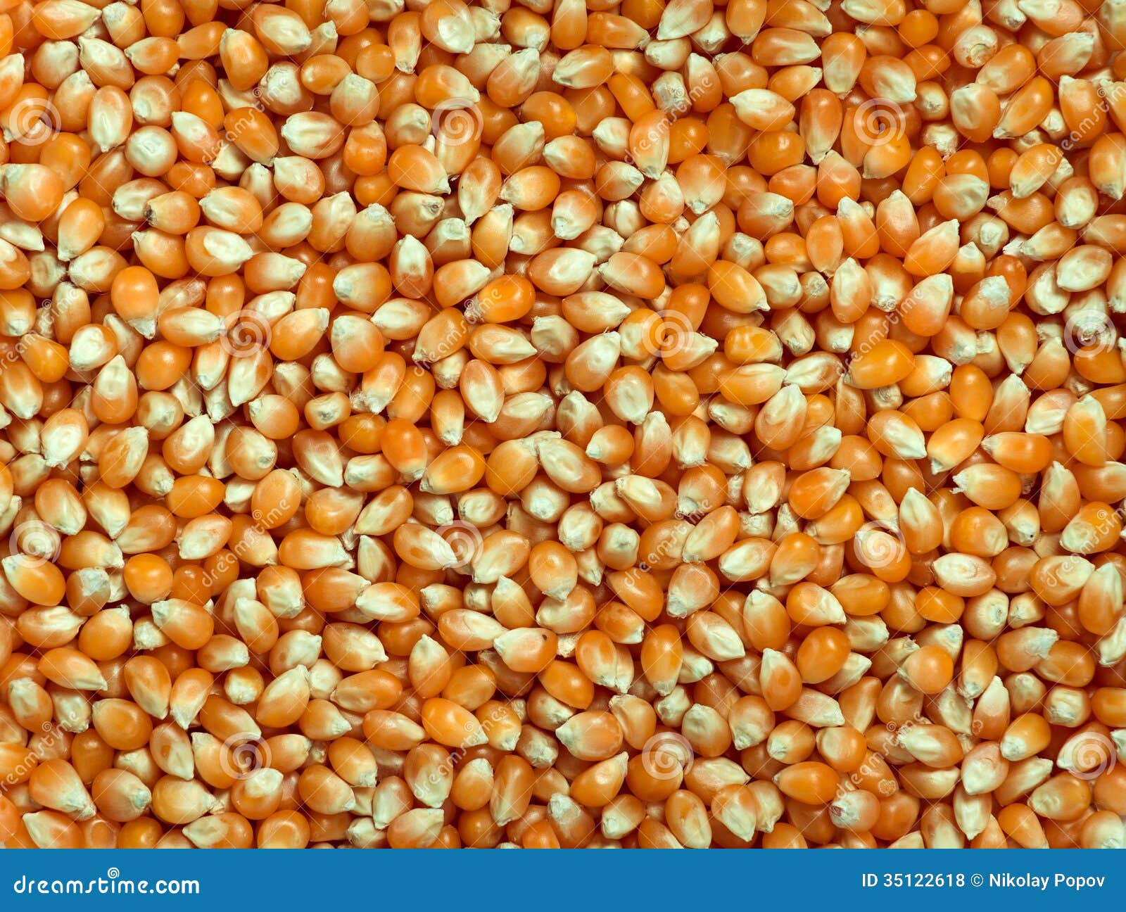 The texture of corn. stock photo. Image of small, closeup - 35122618