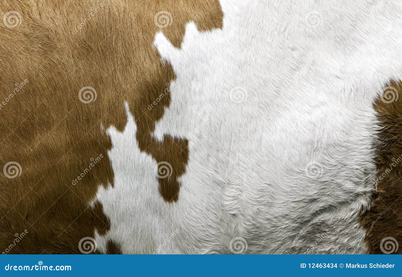 Texture of a Cow Coat stock photo. Image of hide, effect - 12463434