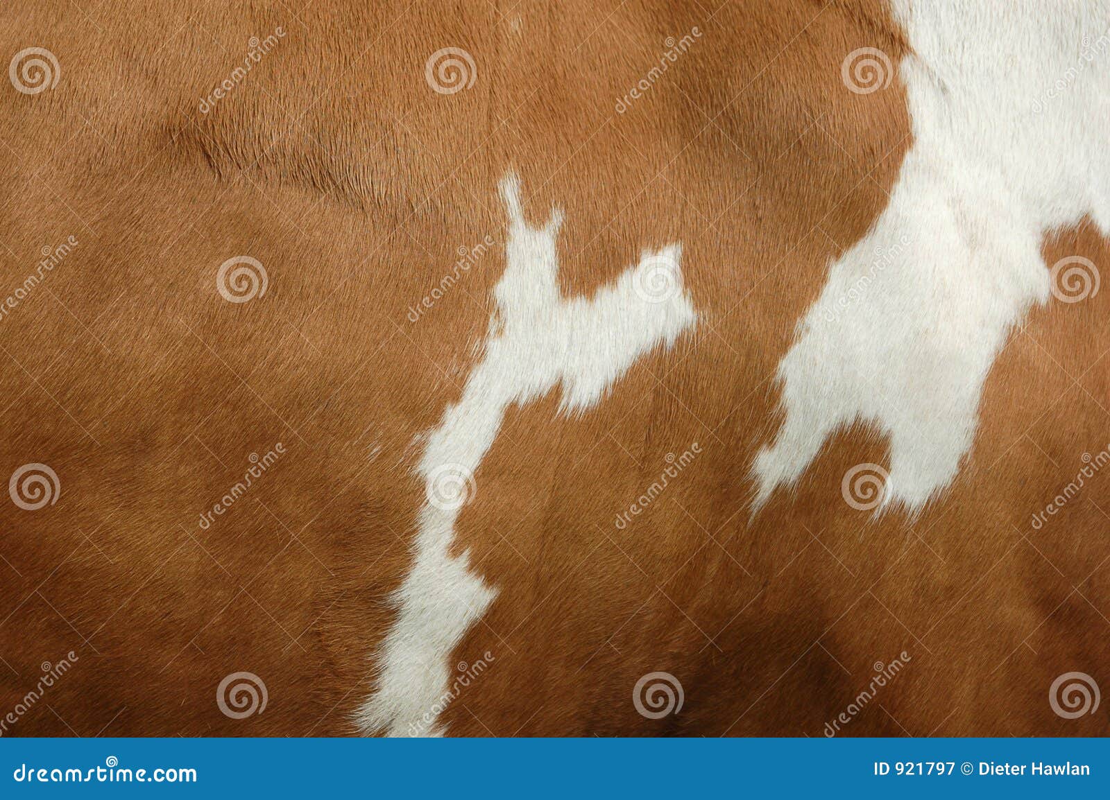 Texture of a Cow Coat stock image. Image of cattle, skin - 921797
