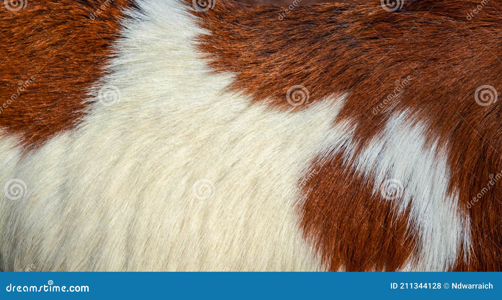Texture of a cow hair stock photo. Image of creative - 211344128