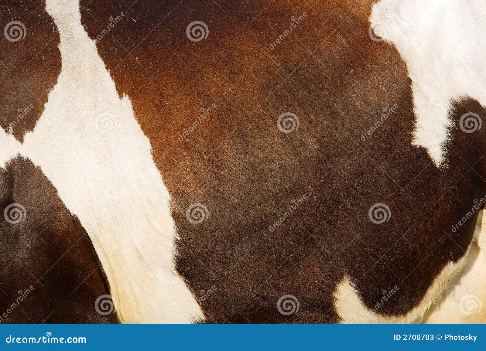Texture of cow s skin stock image. Image of frame, animal - 2700703