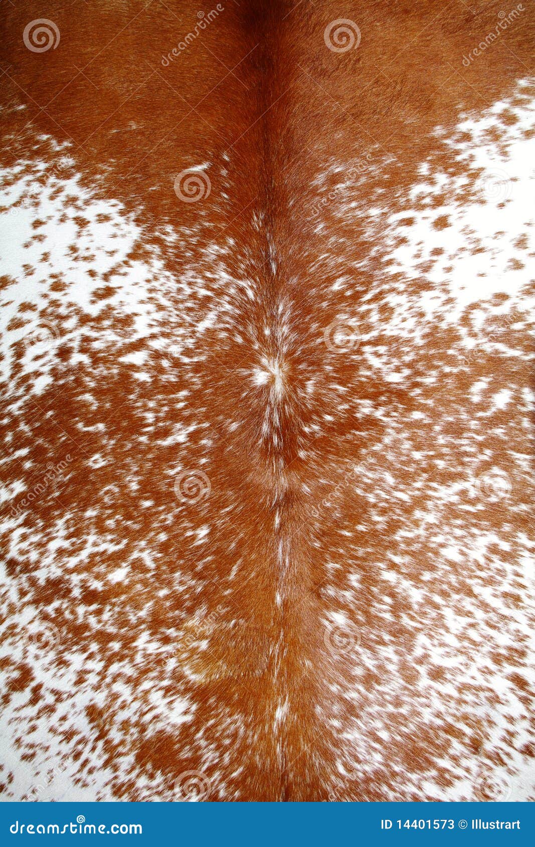Texture of cow skin stock image. Image of item, genuine - 14401573