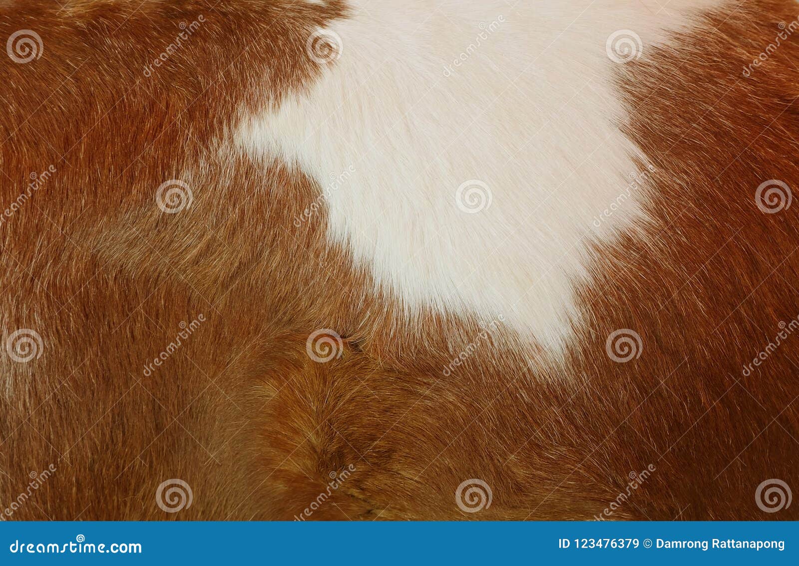 Texture of Cow Skin and Wool Stock Image - Image of carpet, outdoors ...