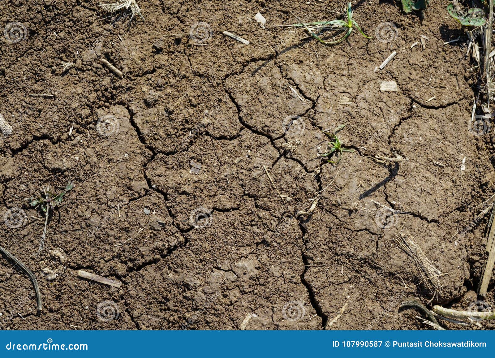 Texture of crack dry solid stock image. Image of pattern - 107990587