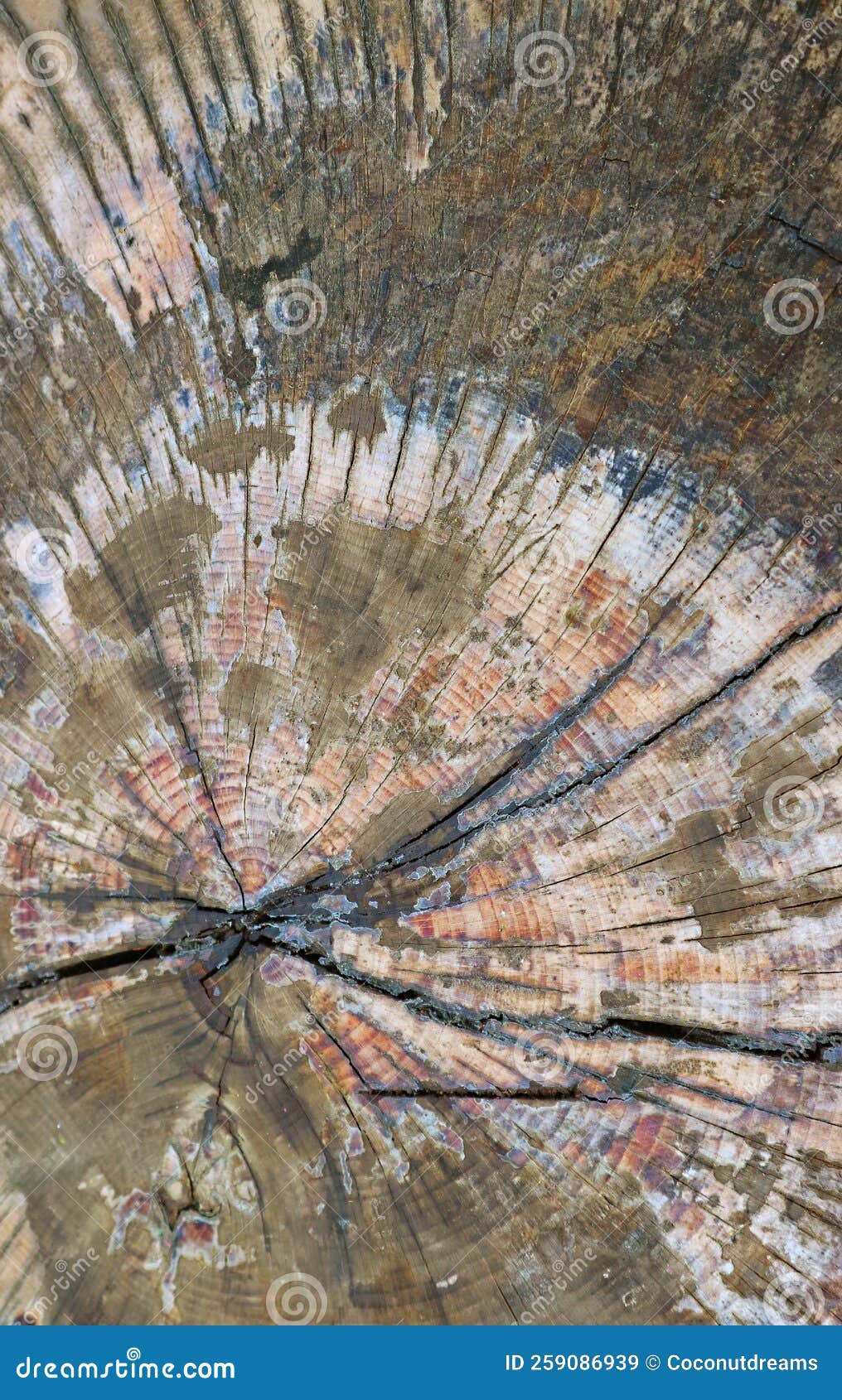 Texture of Cracked Cut Wood Log Surface for Background Stock Image ...