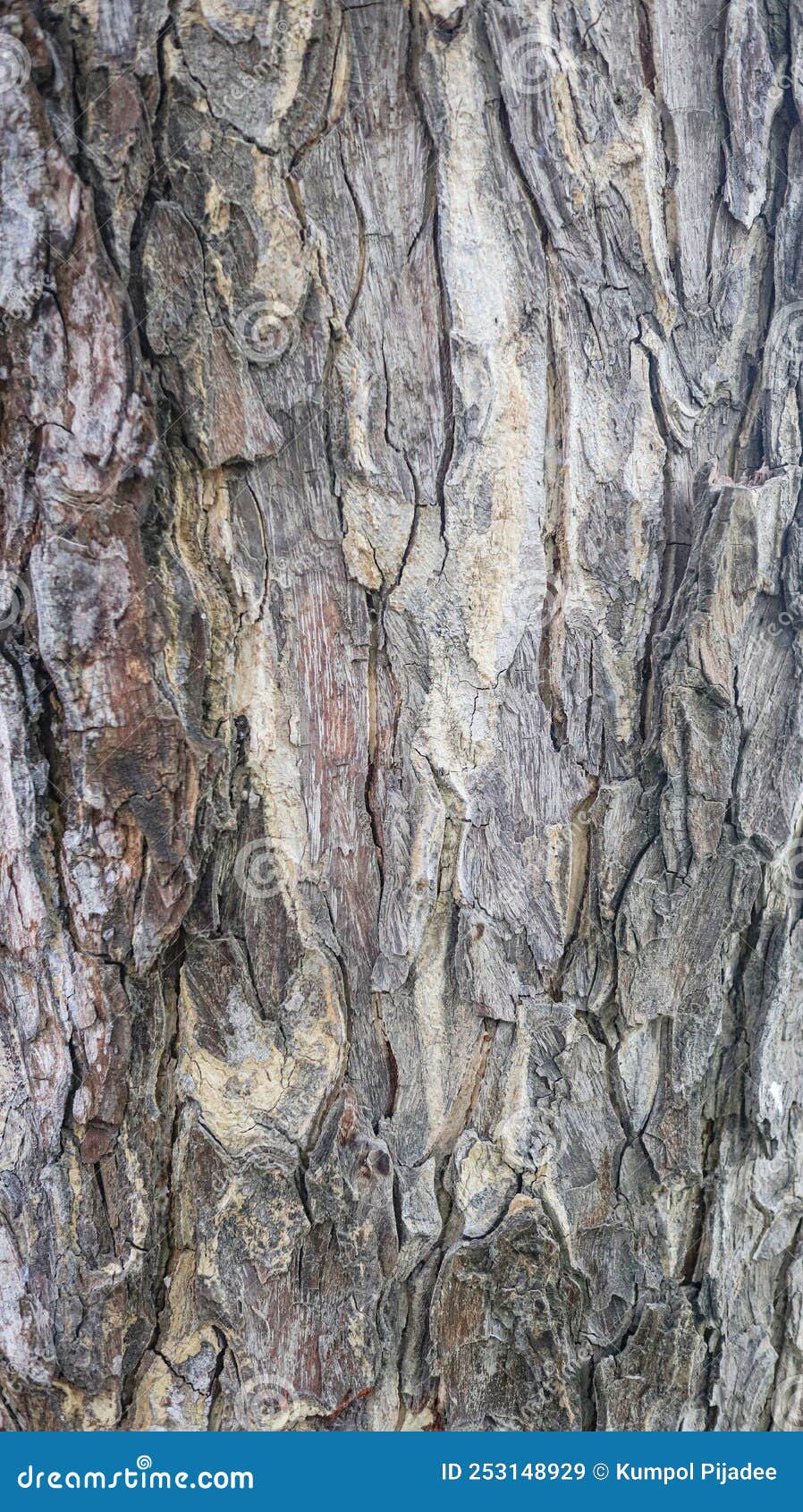 Texture of gray tree bark stock image. Image of autumn - 253148929