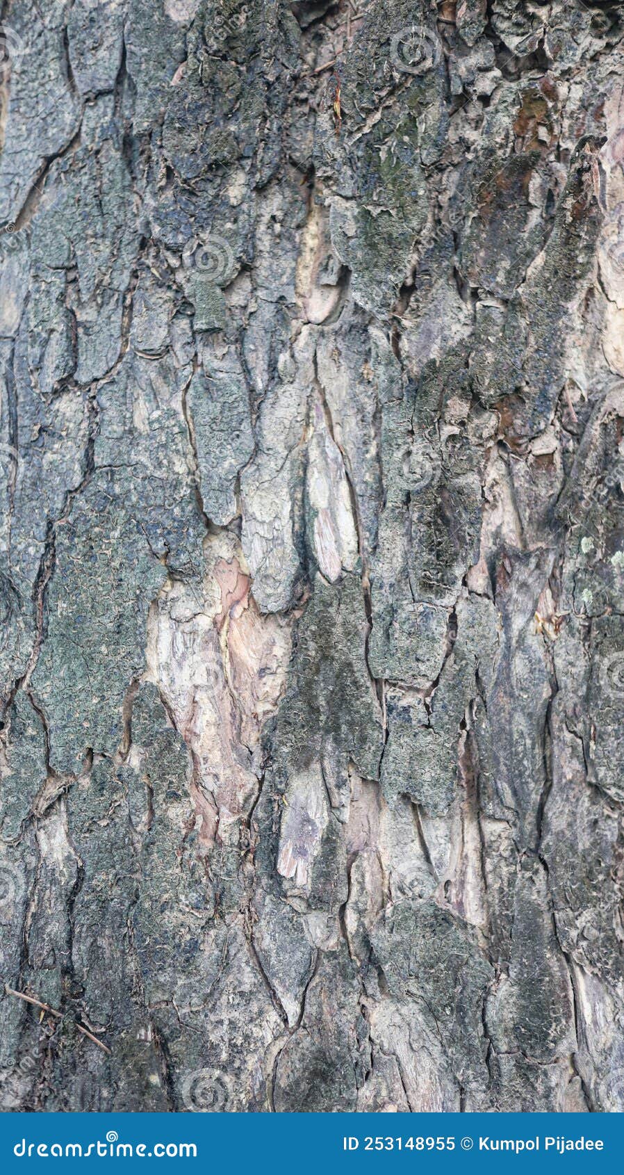 Texture of gray tree bark stock image. Image of geology - 253148955
