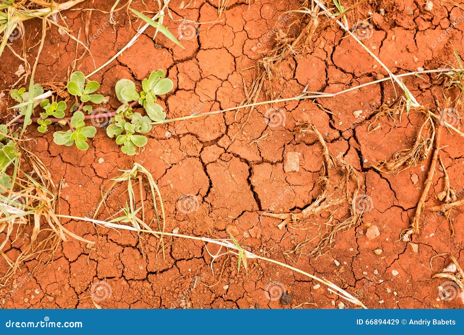 Texture of Cracked Ground, Dry Mud with Leaves Stock Image - Image of ...