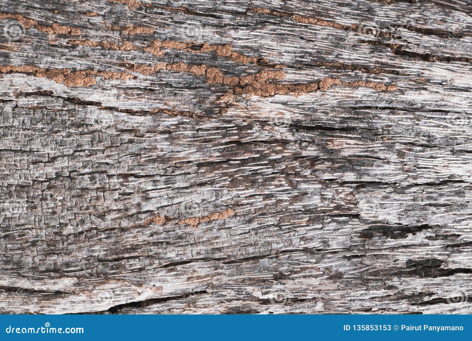 Texture of Cracked Shell on Tree Stock Image - Image of trunk ...