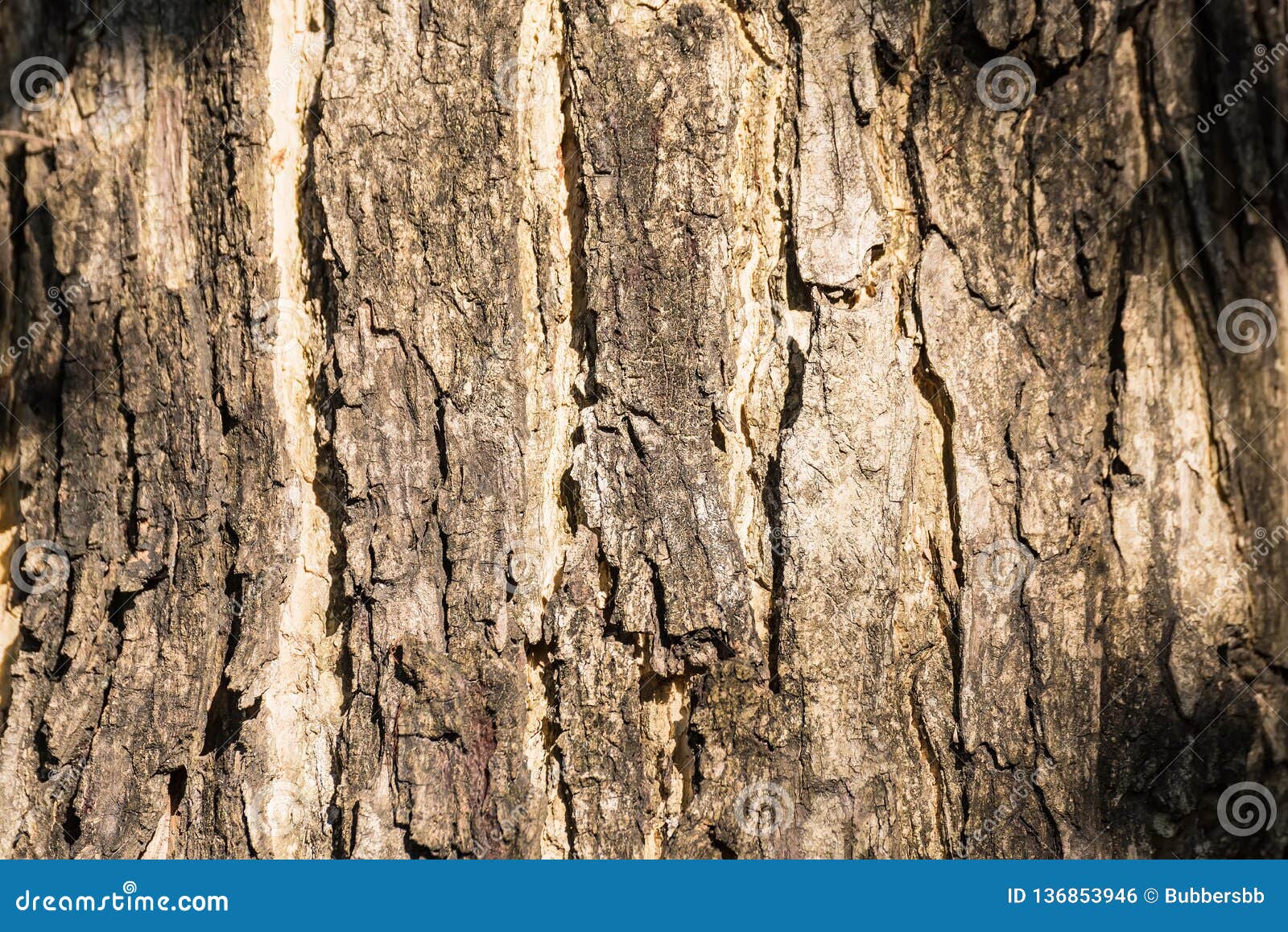 .Texture of Cracked Shell on Tree Background Stock Photo - Image of ...