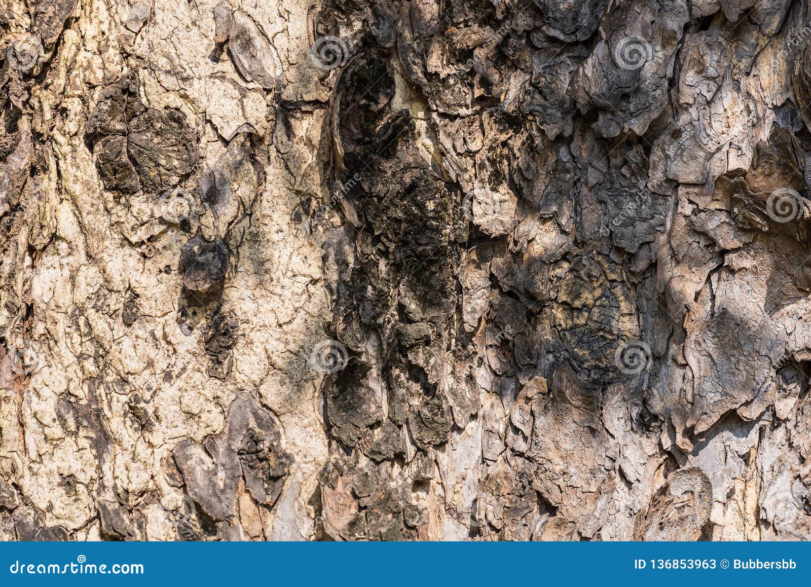 .Texture of Cracked Shell on Tree Background Stock Image - Image of ...