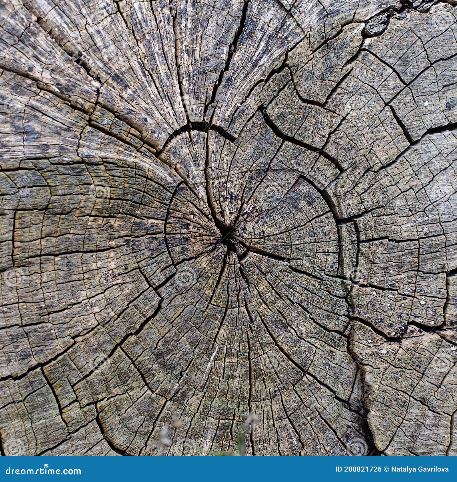 Texture of a Cracked Tree, Beautiful Wood Stock Photo - Image of crack ...