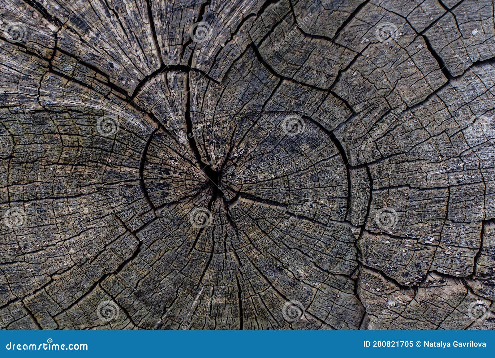 Texture of a Cracked Tree, Beautiful Wood Stock Image - Image of forest ...