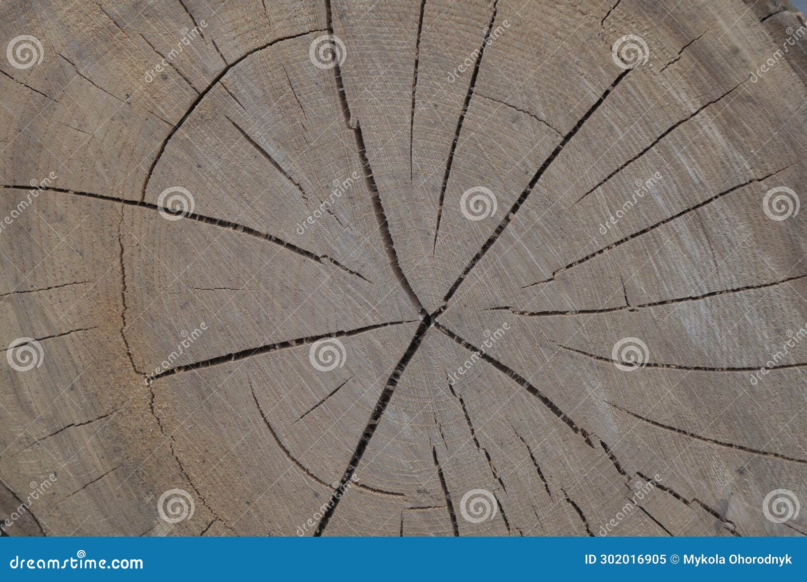 Texture Cracks in Transverse Sections of Wood Stock Image - Image of ...