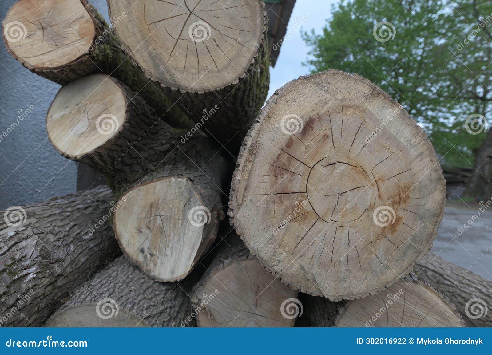 Texture Cracks in Transverse Sections of Wood Stock Photo - Image of ...