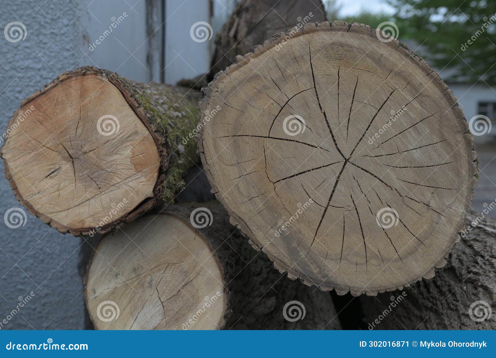 Texture Cracks in Transverse Sections of Wood Stock Image - Image of ...