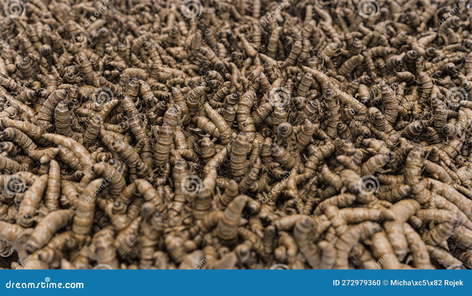 Texture with Cricket Larvae Stock Illustration - Illustration of ...