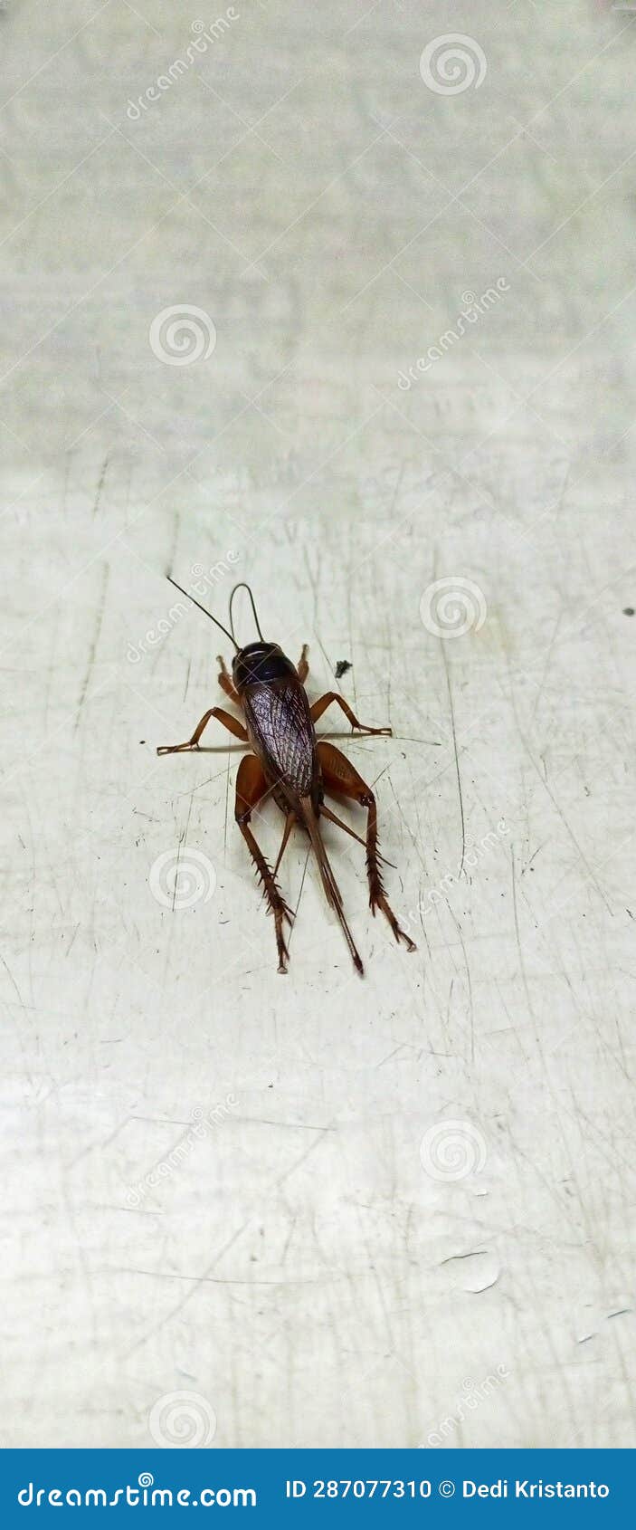 Texture Cricket-type Insect Whose Habitat Lives in Free Nature Such As ...