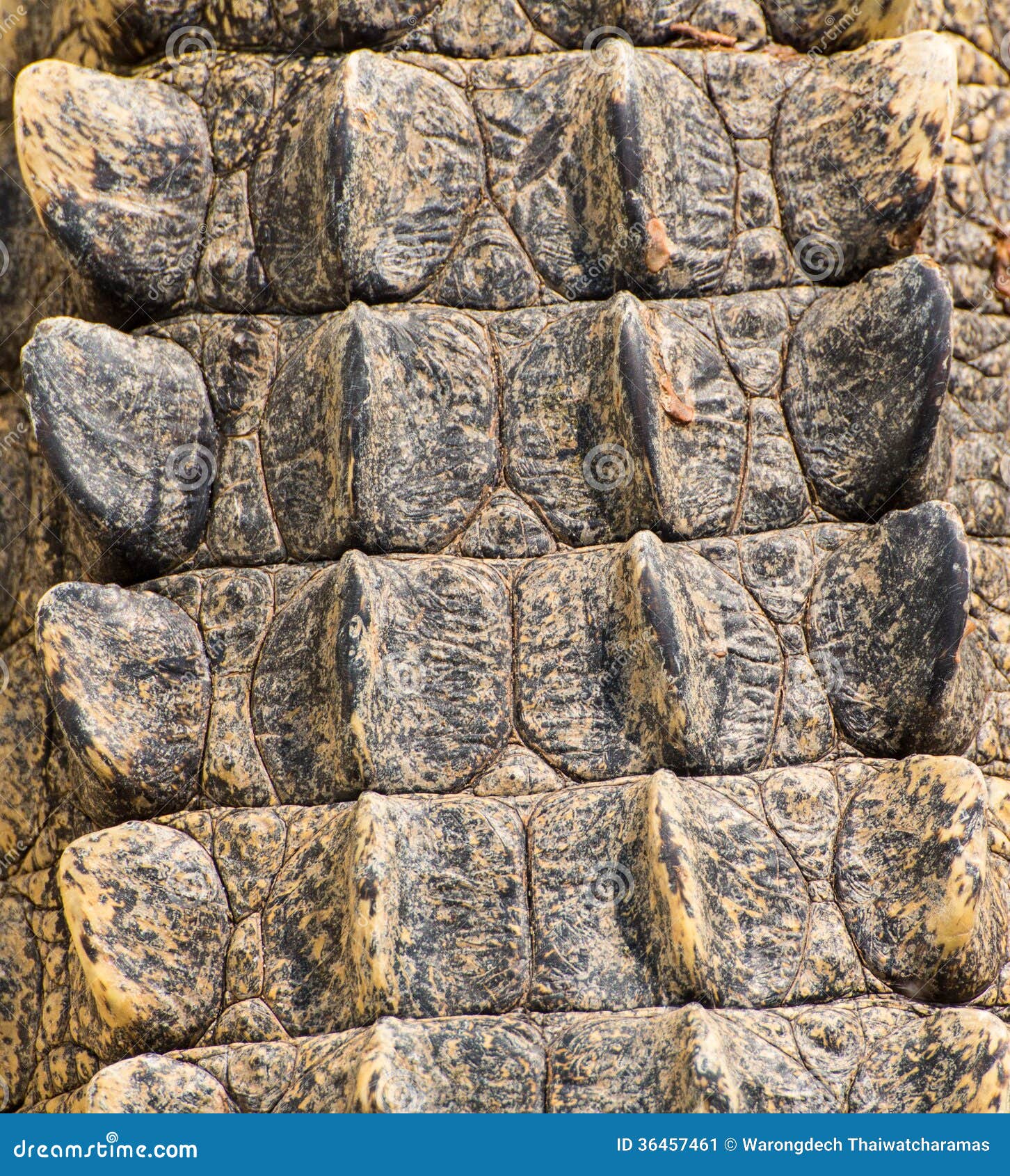 Texture crocodile skin stock image. Image of pattern - 36457461