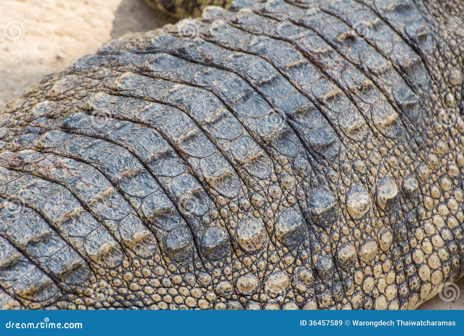 Texture crocodile skin stock image. Image of design, surface - 36457589