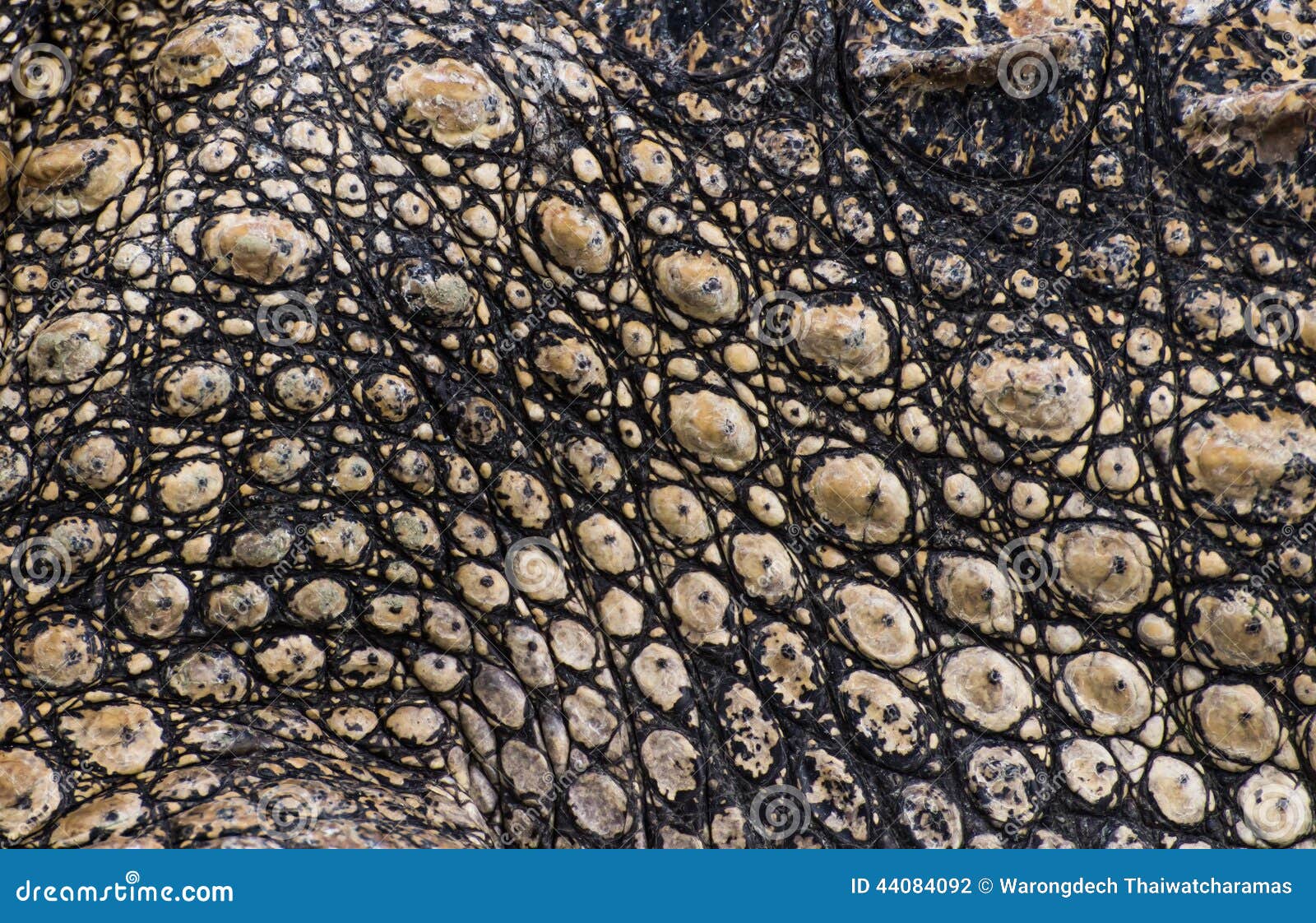 Texture of Crocodile Skin,nature Background Stock Photo - Image of ...