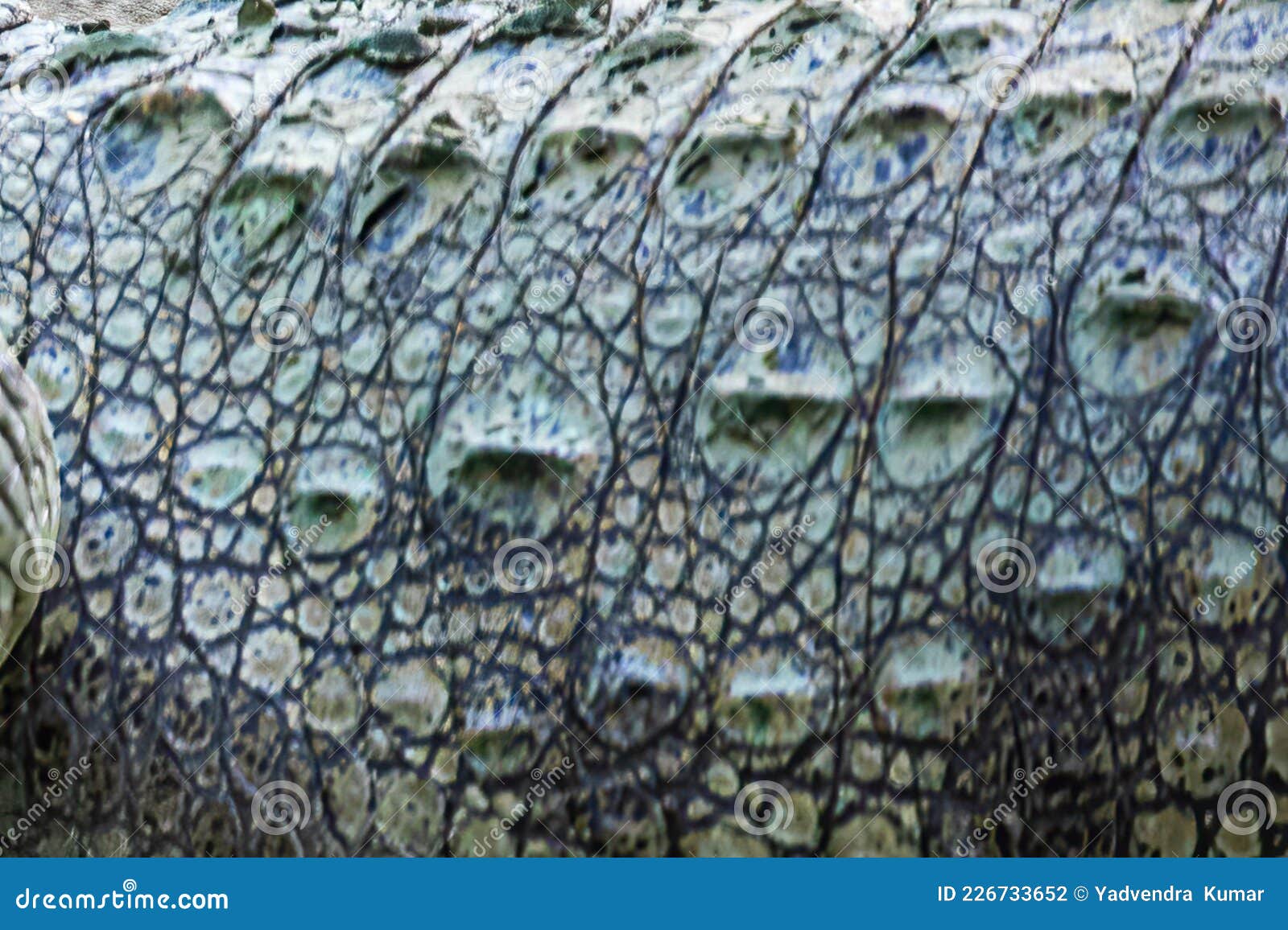 Texture of a Crocodile 1 stock photo. Image of green - 226733652